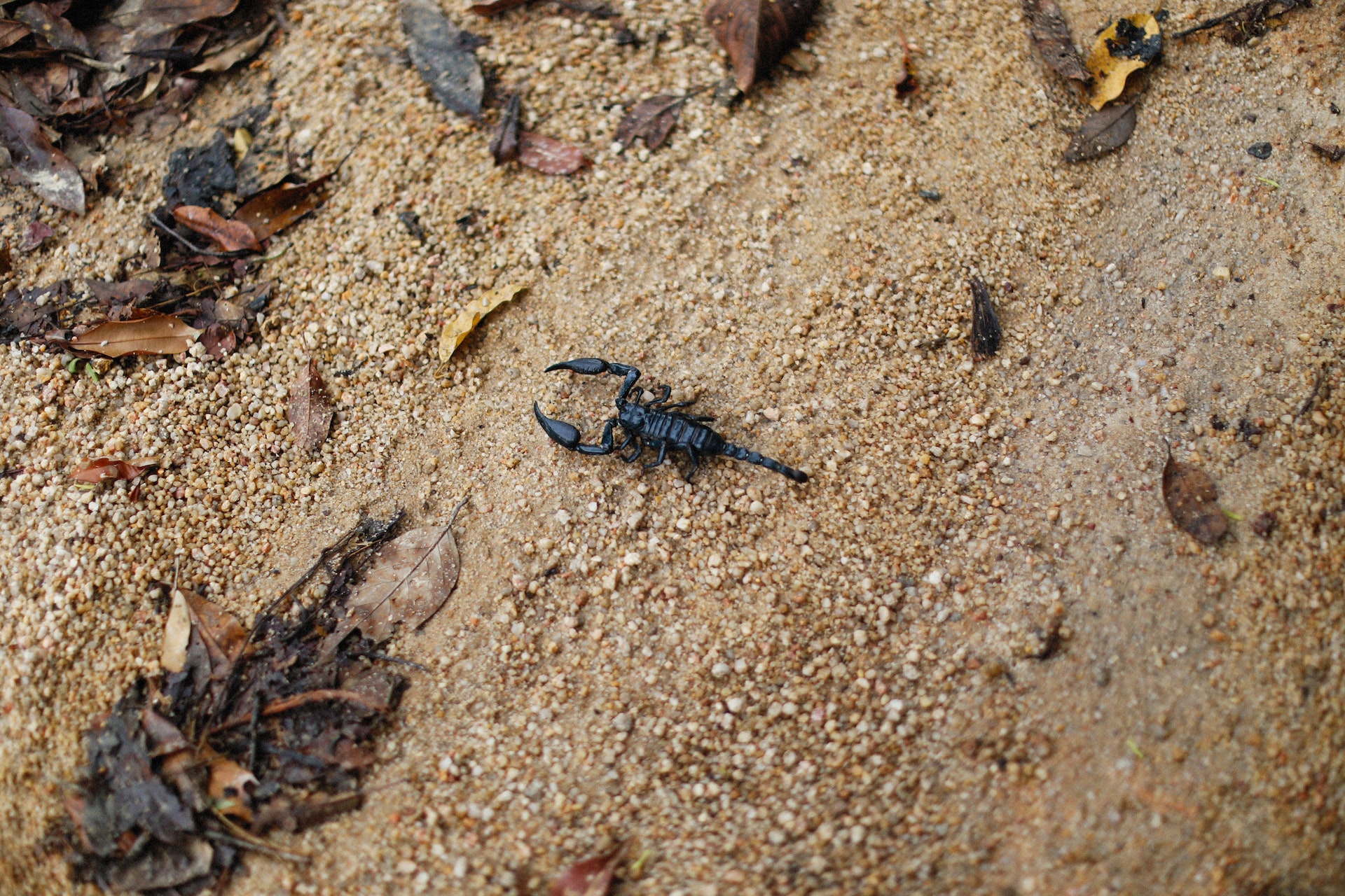 Scorpions on Kilimanjaro | Facts & Myths