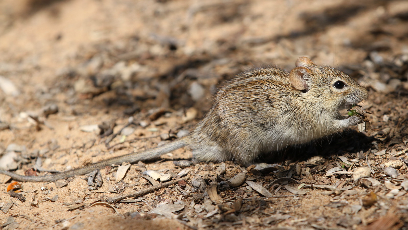 Four-Striped Mouse on Kilimanjaro