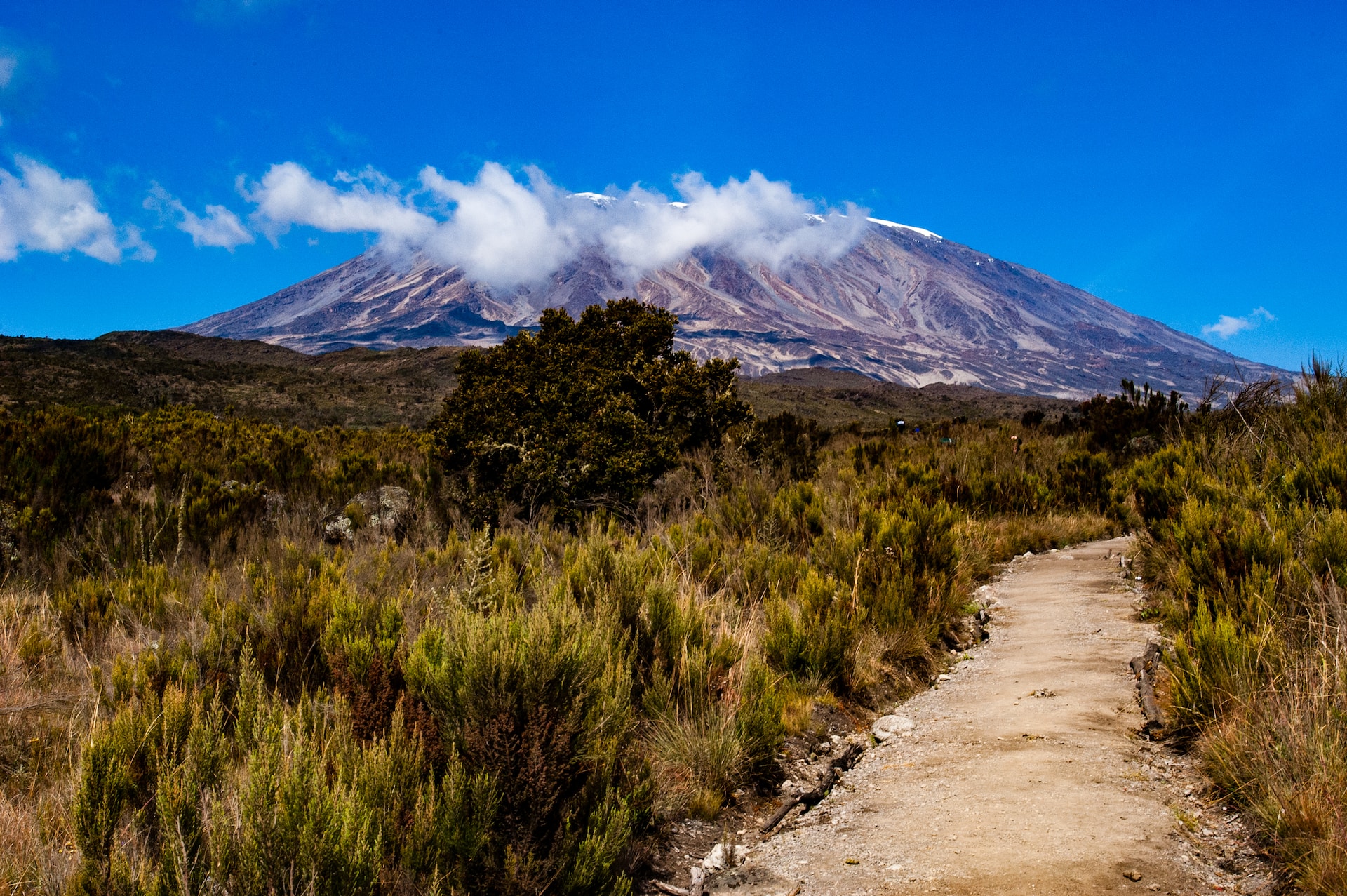 Kilimanjaro Vegetation | Flora Across Climate Zones